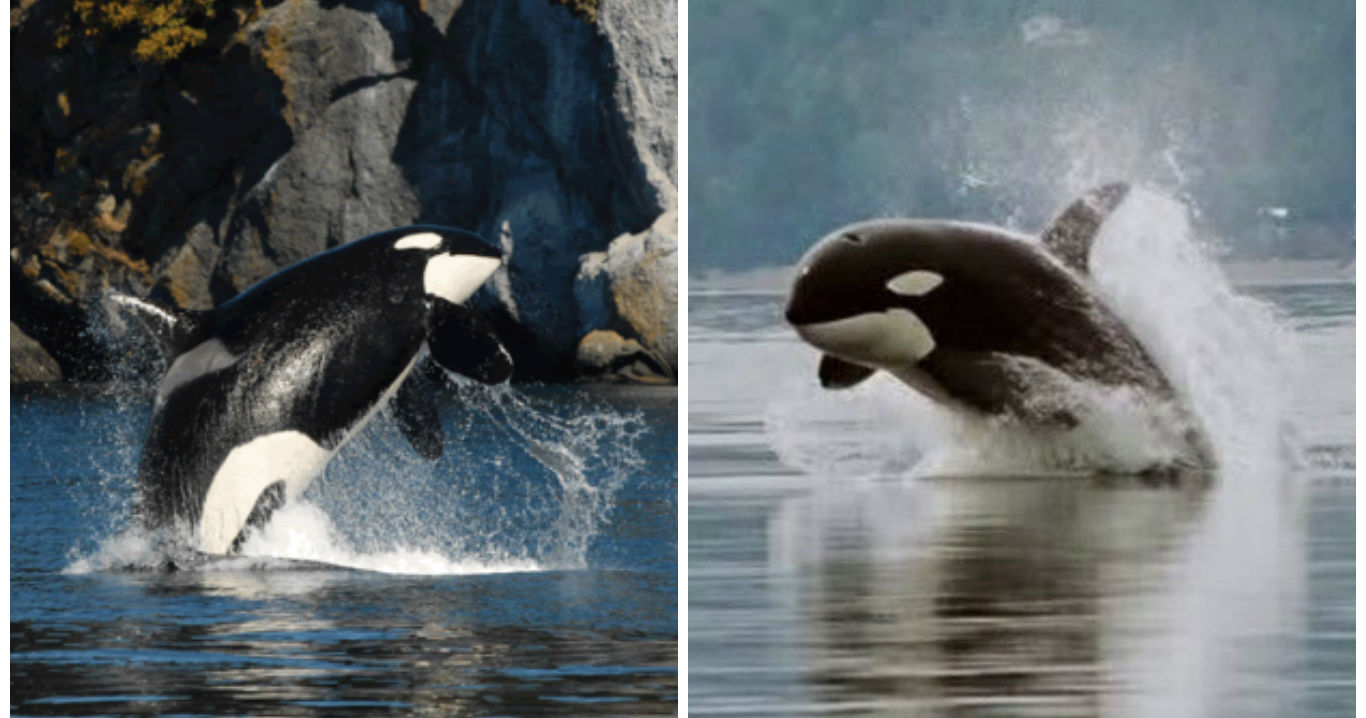 Granny, The World's Oldest Orca, Is Now Presumed Dead At 105 | Playbuzz