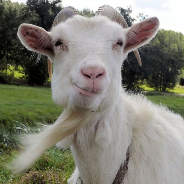 Goat Laughing Sounds