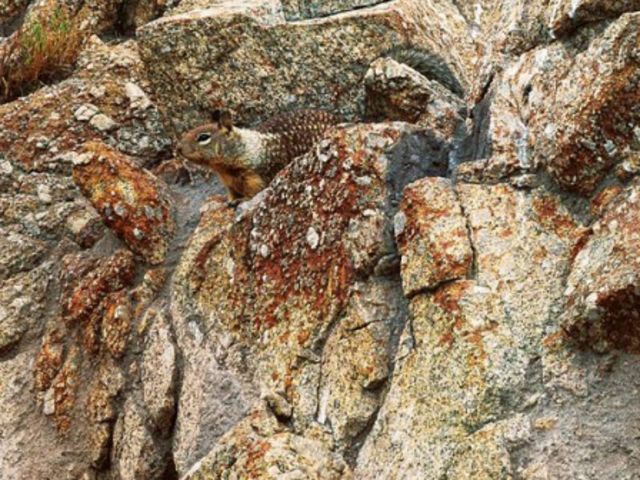 Find the animal hidden in this picture | Playbuzz