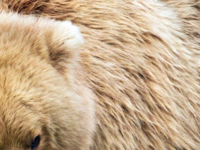 Can You Figure Out The Animal From The Zoomed In Picture? | Playbuzz