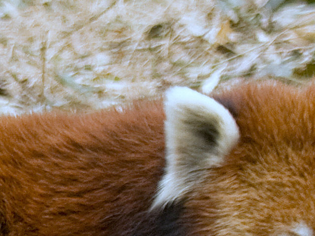 Can You Figure Out The Animal From The Zoomed In Picture? | Playbuzz