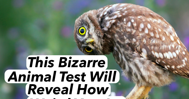 This Bizarre Animal Test Will Reveal How Weird You Are | Playbuzz