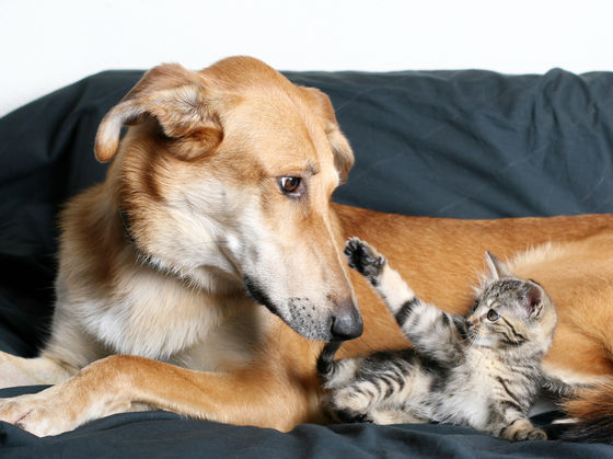 This Is How Cats And Dogs Actually Discuss Humans | Playbuzz
