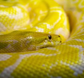 What Hunger Games Tribute Are You? (Catching Fire) | Playbuzz