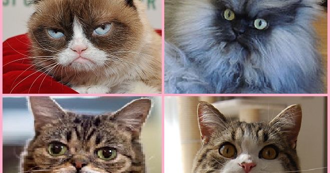 Which Internet Cat Sensation Are You? | Playbuzz