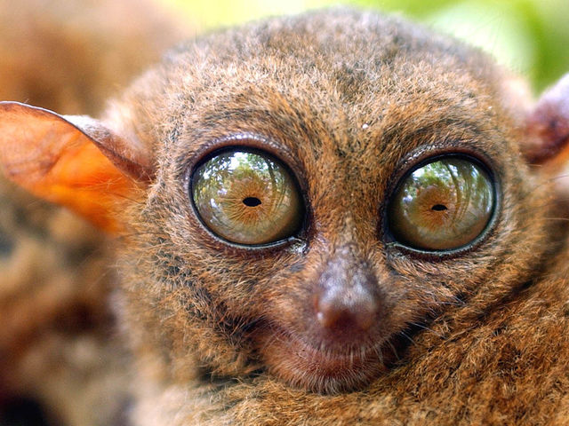 Exotic Animals Names