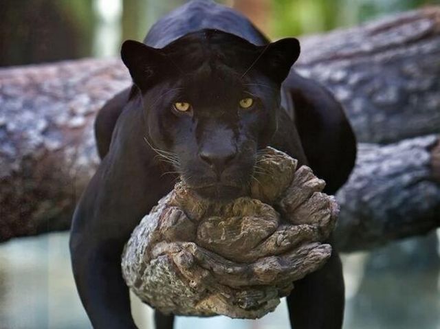 Here Are Your Favorite Disney Animals In Real Life