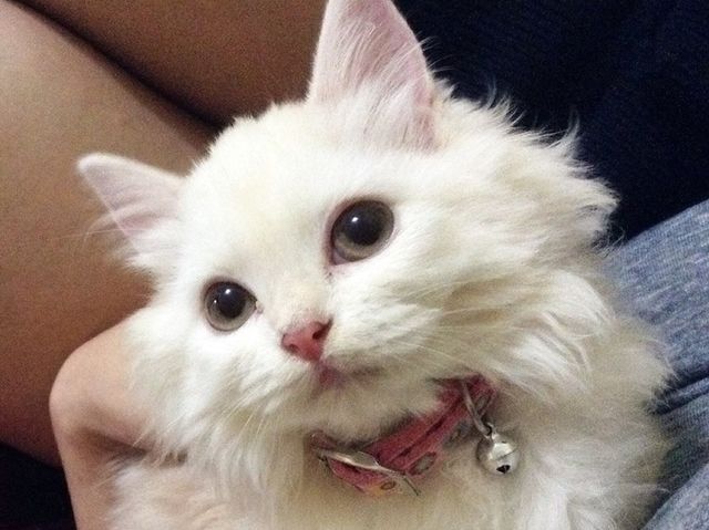 Here Are Your Favorite Disney Animals In Real Life