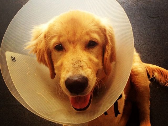 Here Are Your Favorite Disney Animals In Real Life