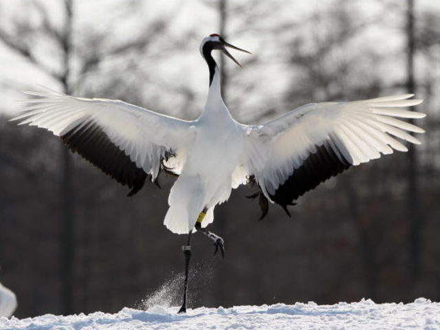 Adios, Nissan Tsuru | It Rolls.