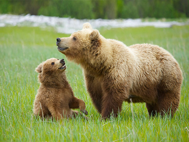 Do You Know Your Bears? | Playbuzz