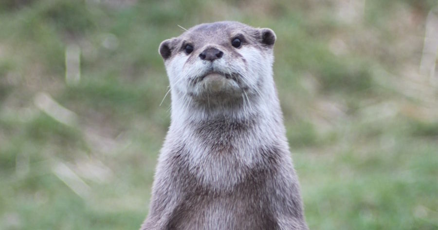 This Otter Is The Most Interesting Otter In The World - Don't Believe ...