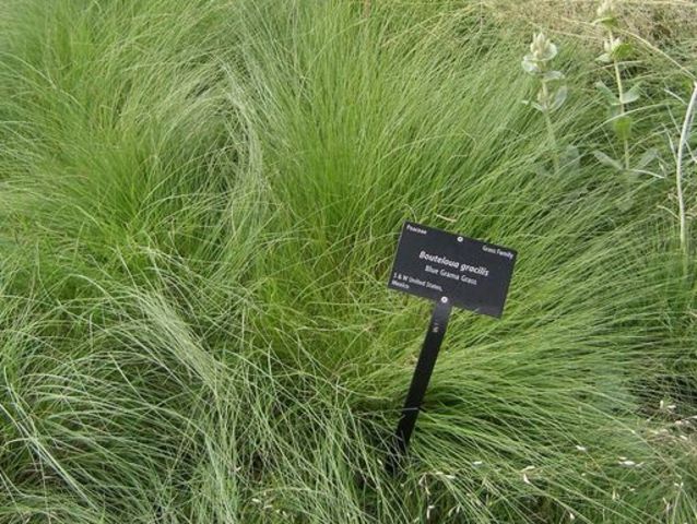 Colorado Grasses Identification