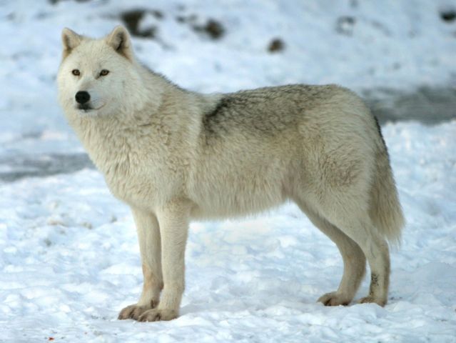 How Many Winter Animals Can You Name? | Playbuzz